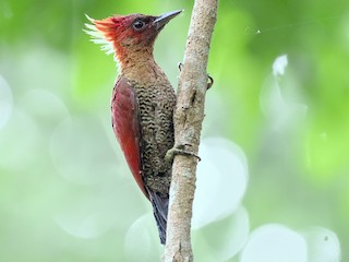 Banded Woodpecker - eBird