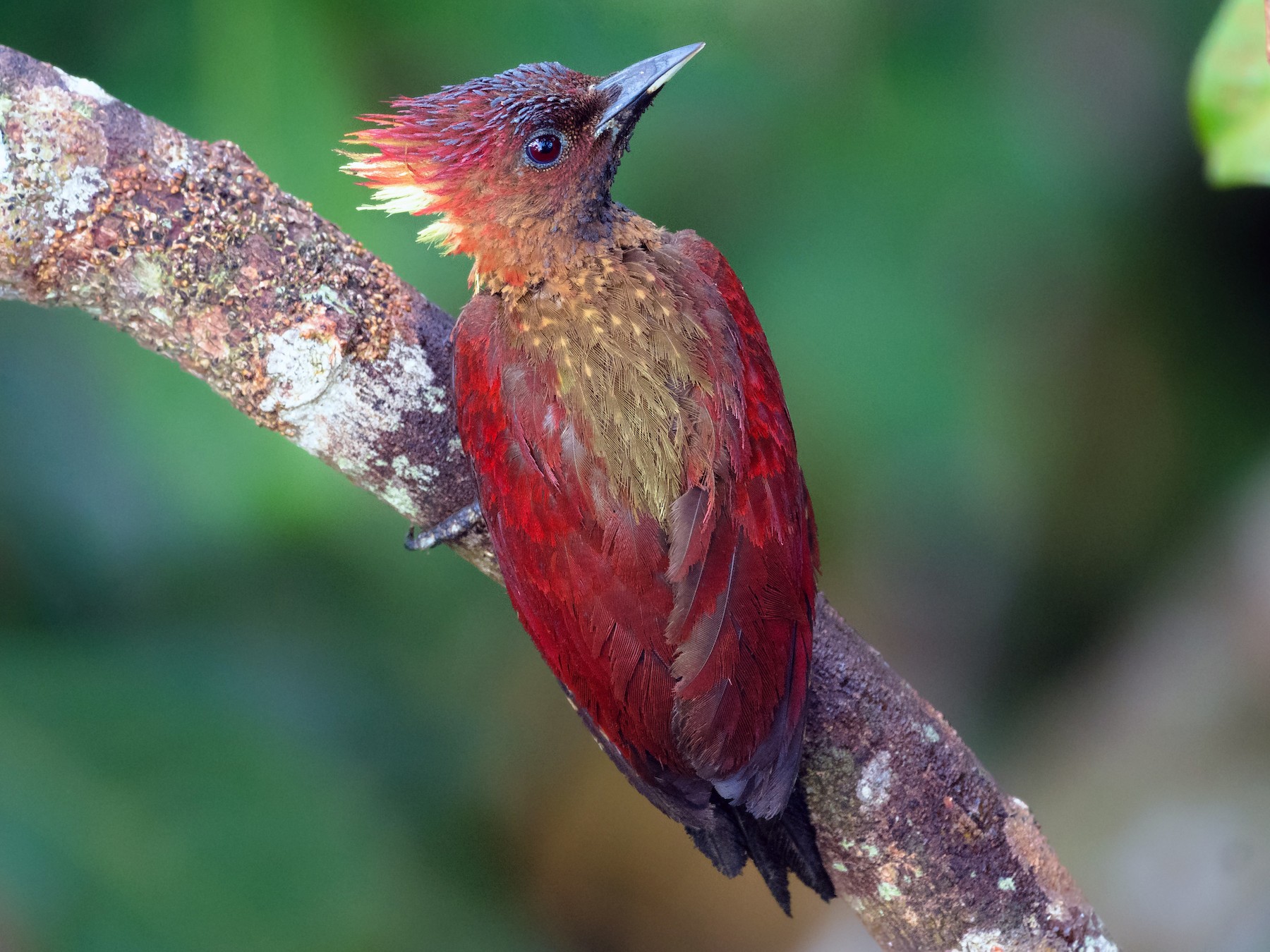 Banded Woodpecker - eBird