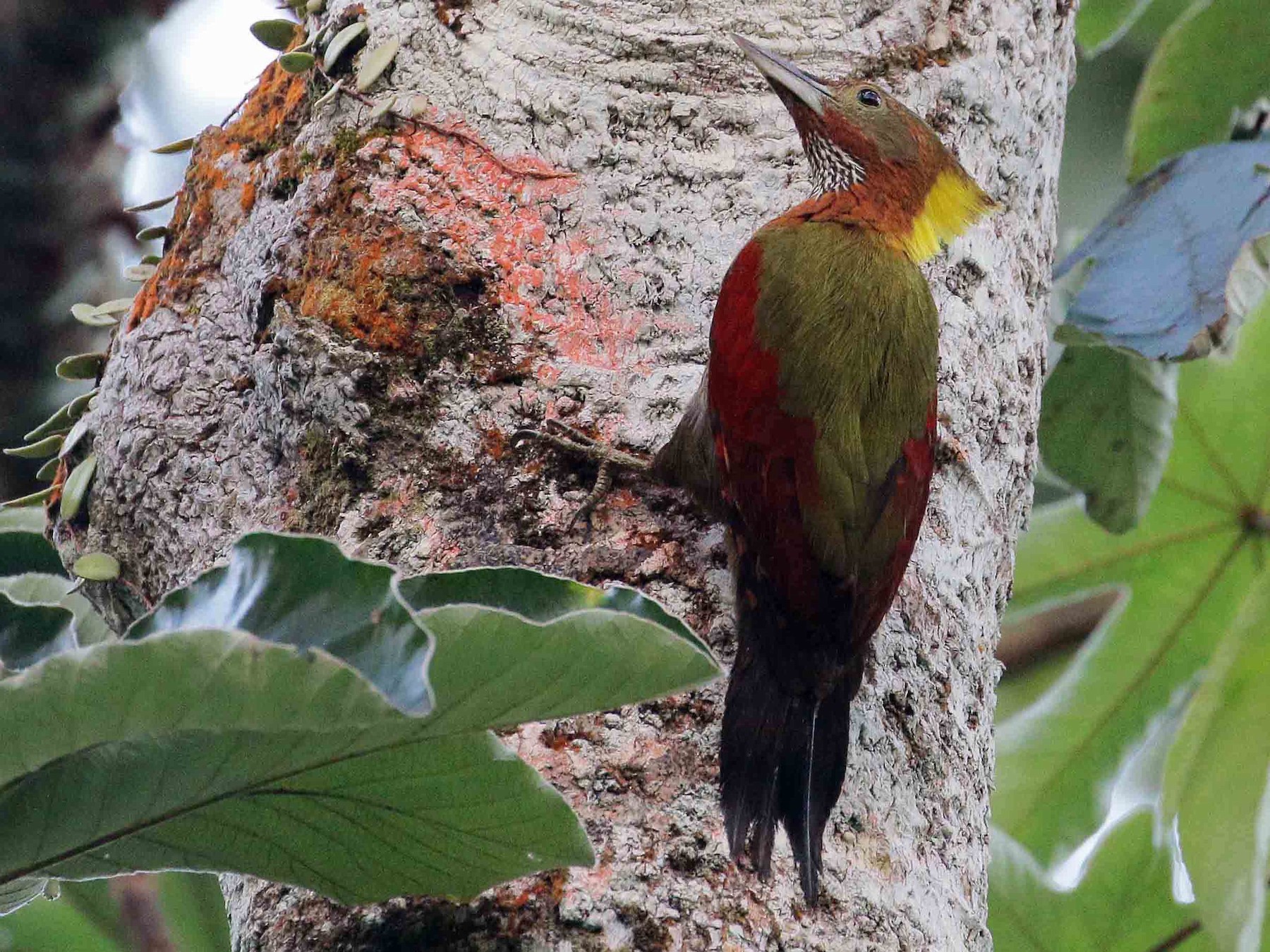 Checker-throated Woodpecker - eBird