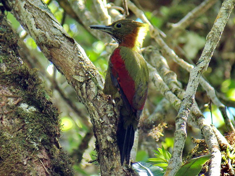 Checker-throated Woodpecker - eBird