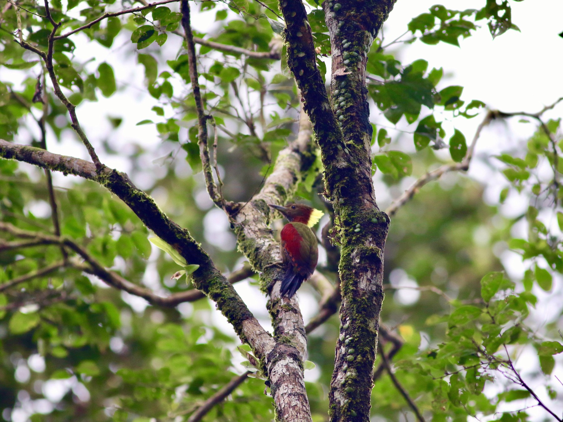 Checker-throated Woodpecker - eBird