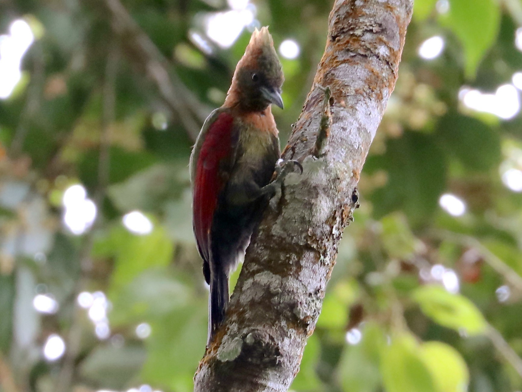 Checker-throated Woodpecker - eBird