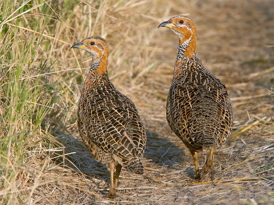 Red-winged Francolin - eBird