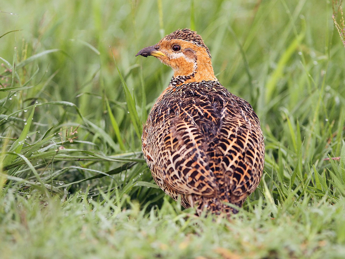 Red-winged Francolin - eBird