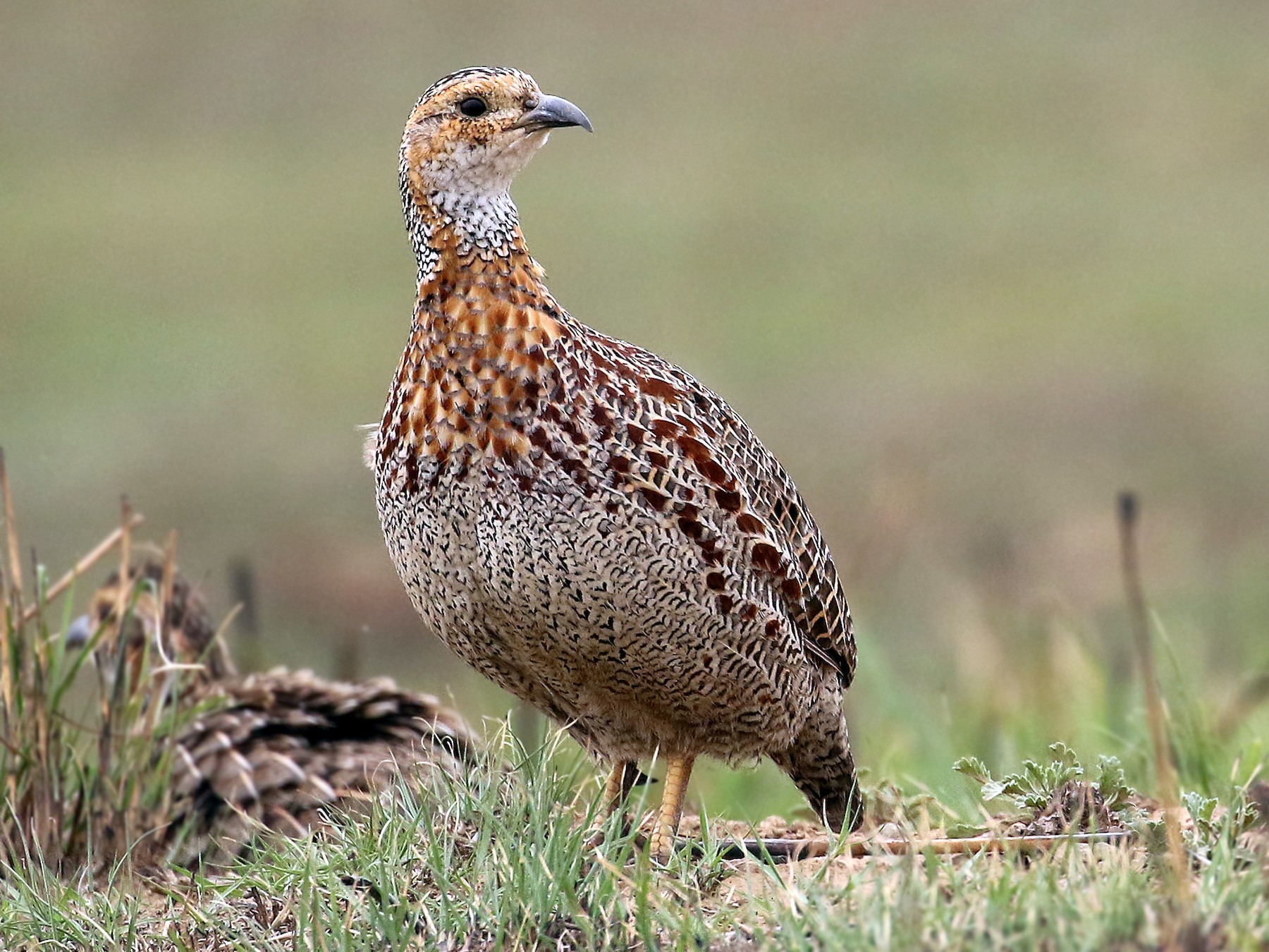 Gray-winged Francolin - eBird