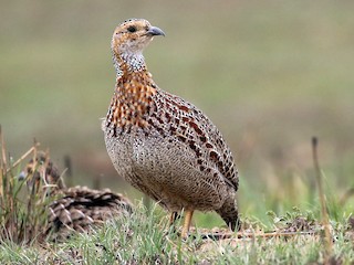 Gray-winged Francolin - eBird