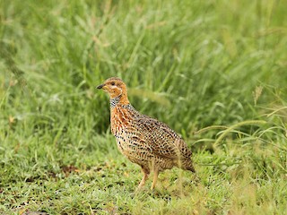 Red-winged Francolin - eBird