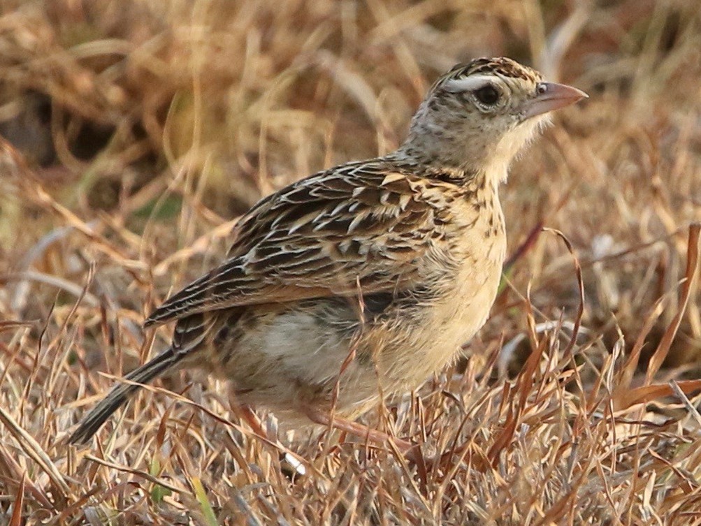 Rudd's Lark - Heteromirafra ruddi - Birds of the World
