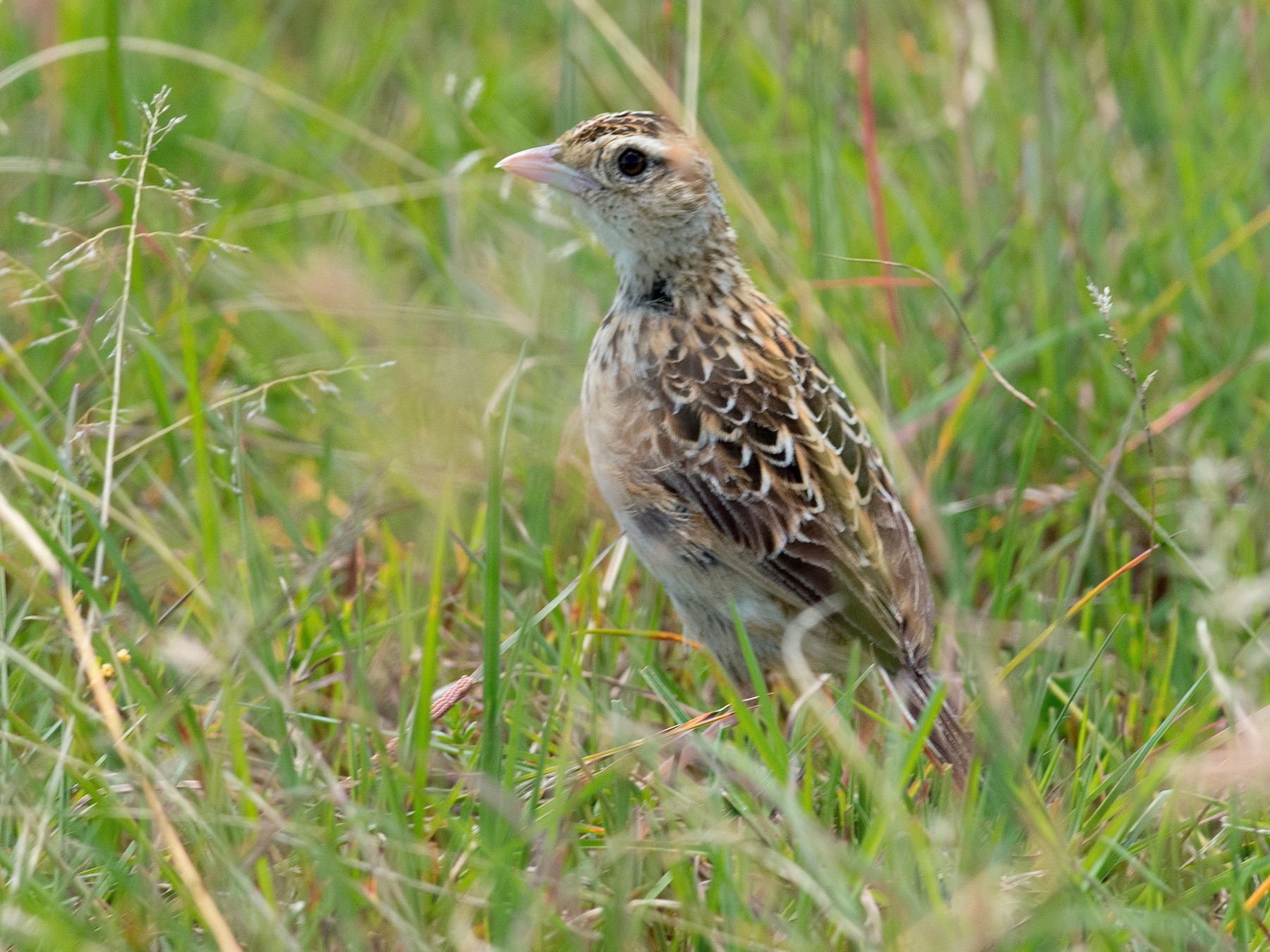 Rudd's Lark - eBird