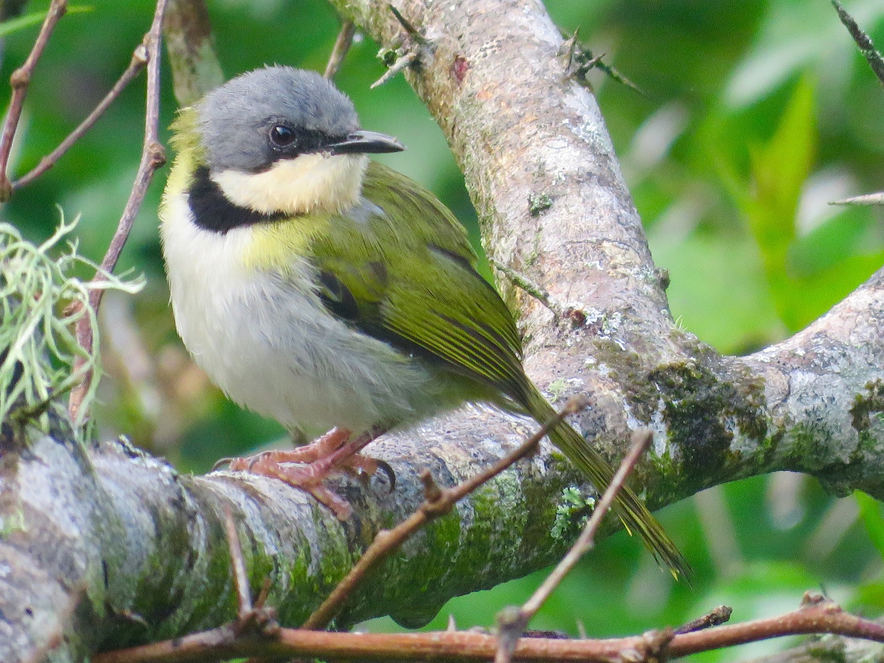 Rudd's Apalis - eBird