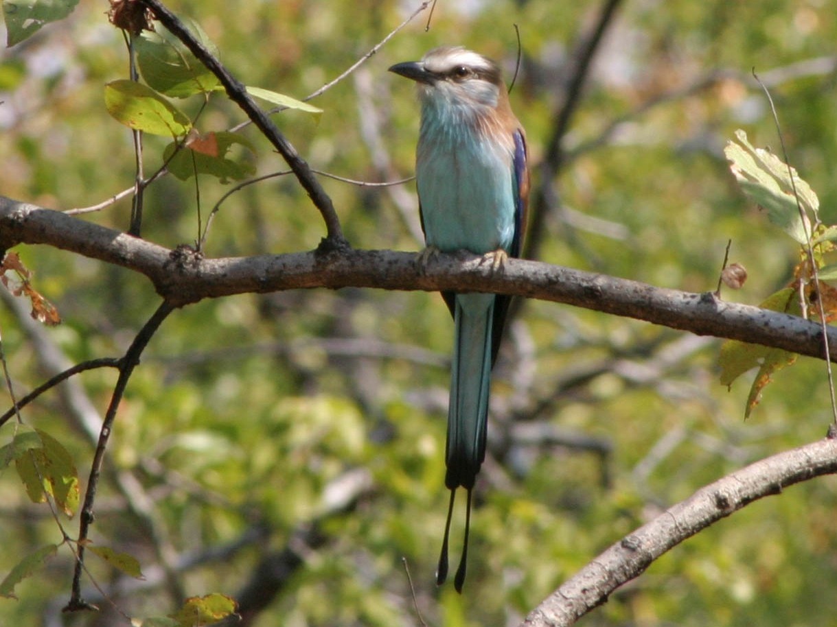 Racket-tailed Roller - eBird