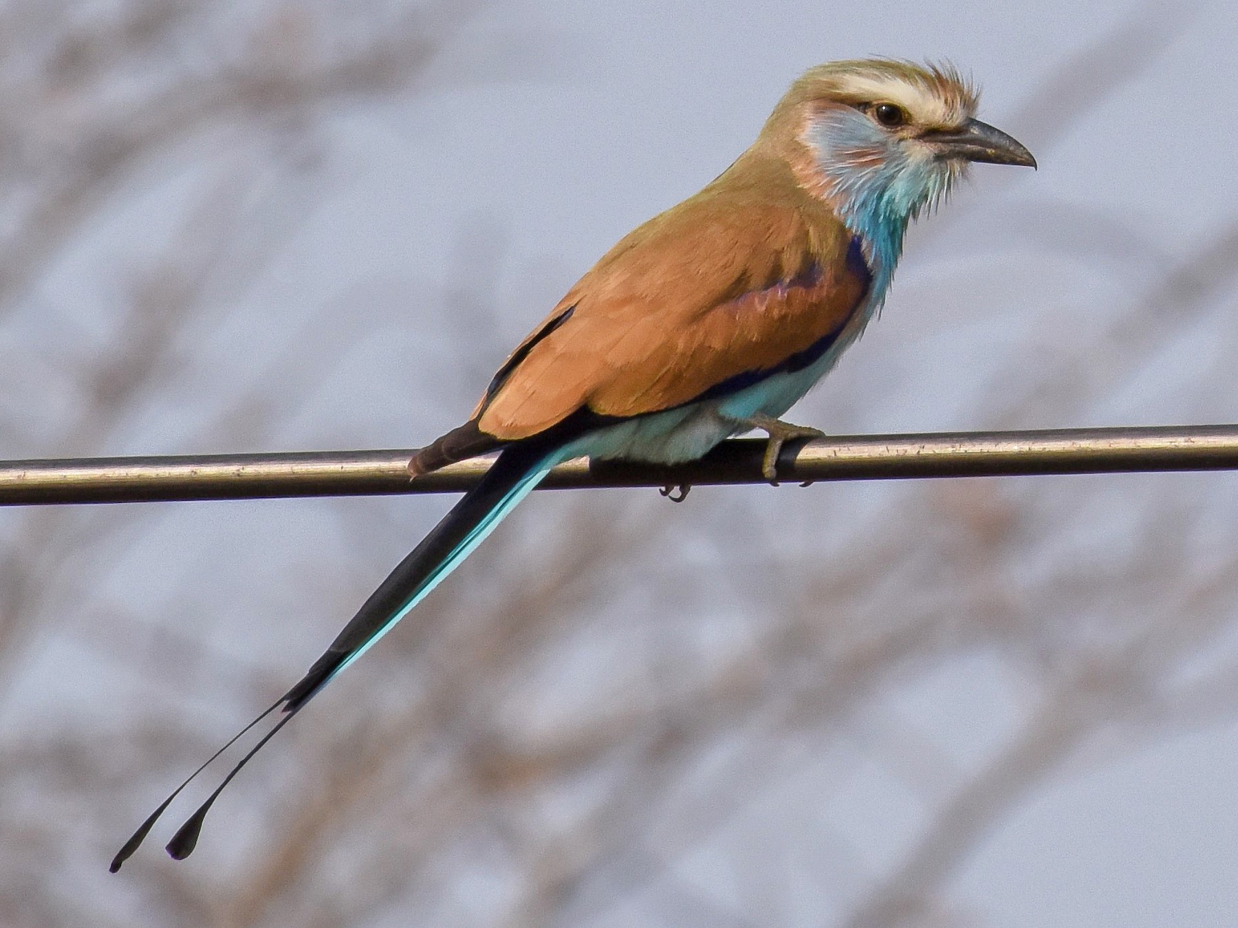 Racket-tailed Roller - eBird