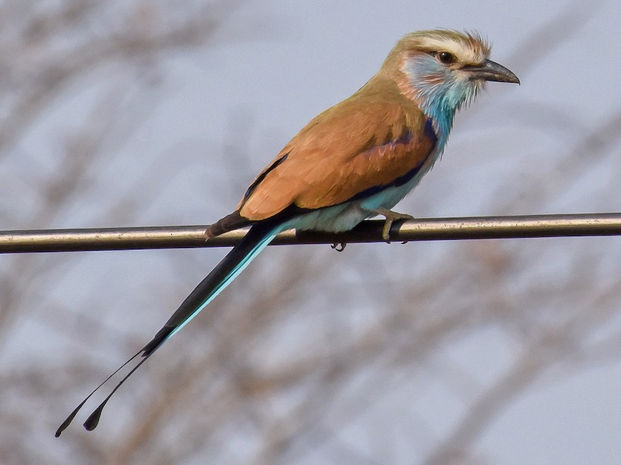 Racket-tailed Roller - eBird