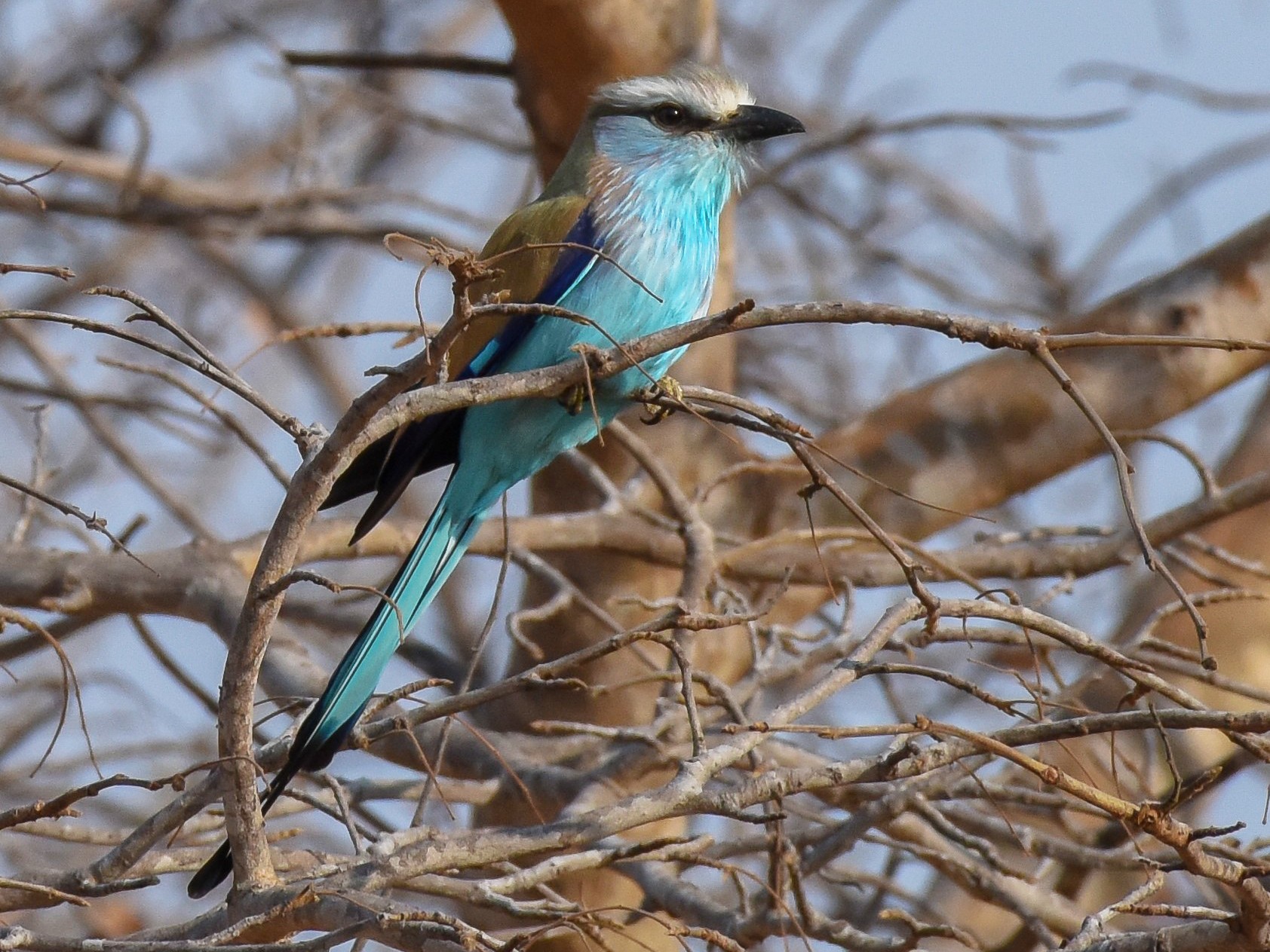 Racket-tailed Roller - eBird