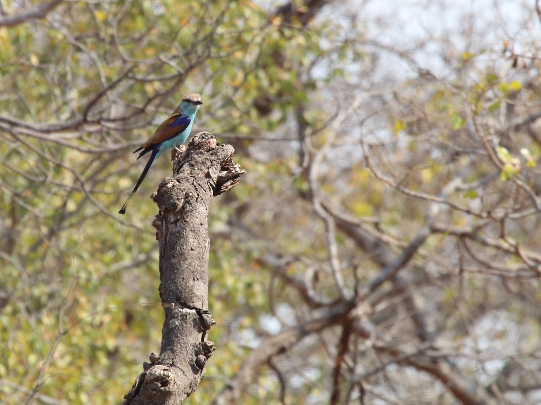 Racket-tailed Roller - eBird