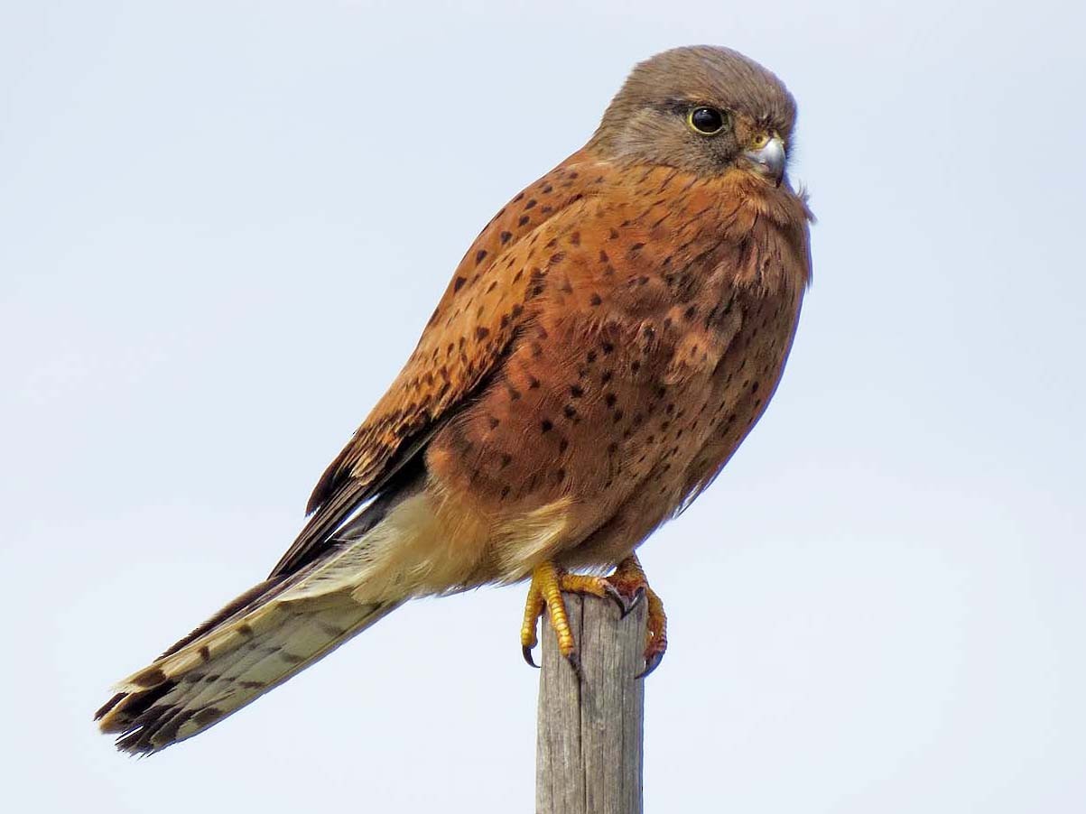 Rock Kestrel - eBird