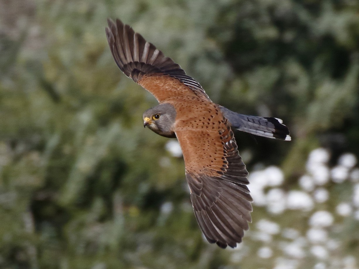 Rock Kestrel - eBird