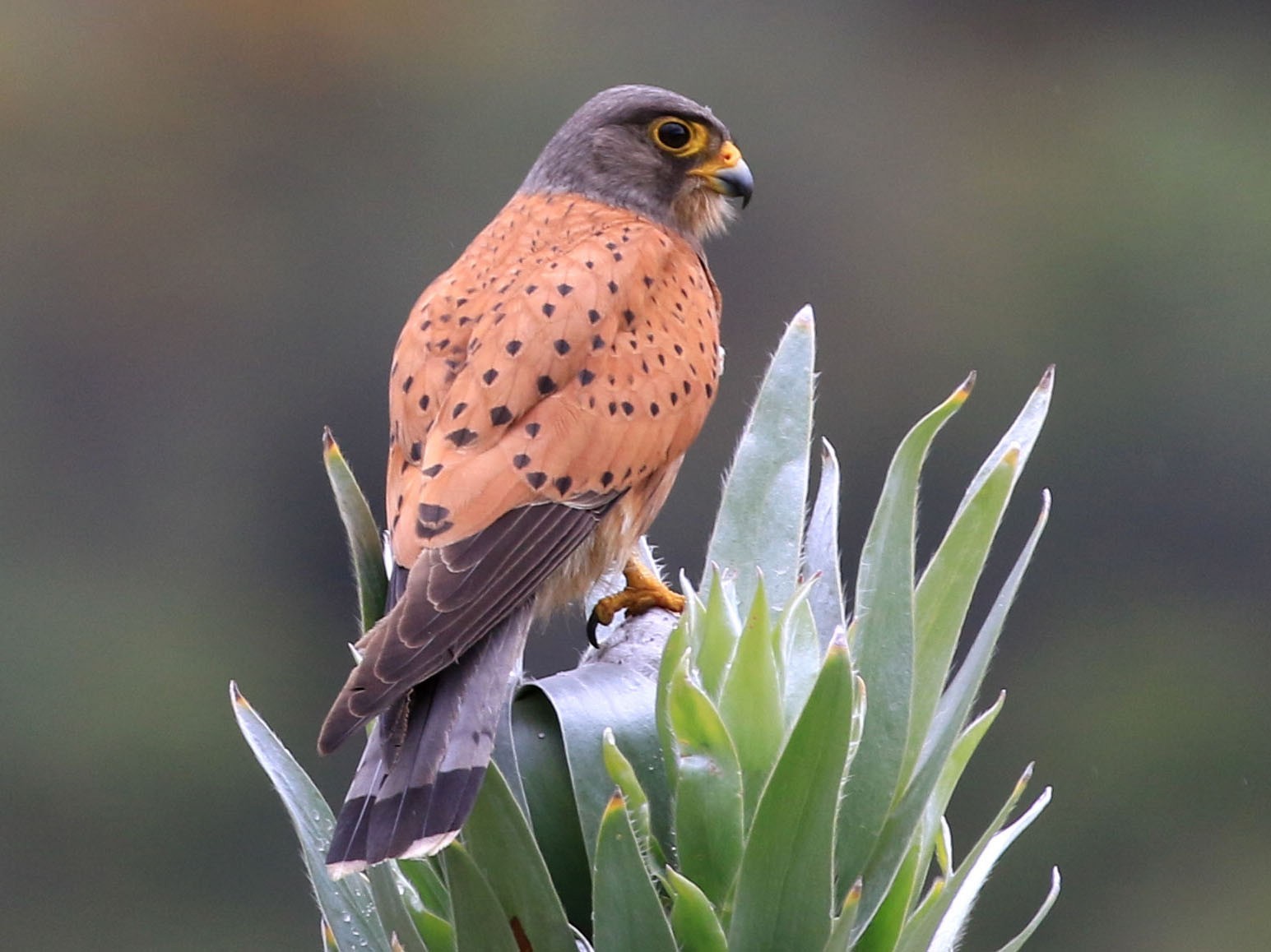 Rock Kestrel - eBird