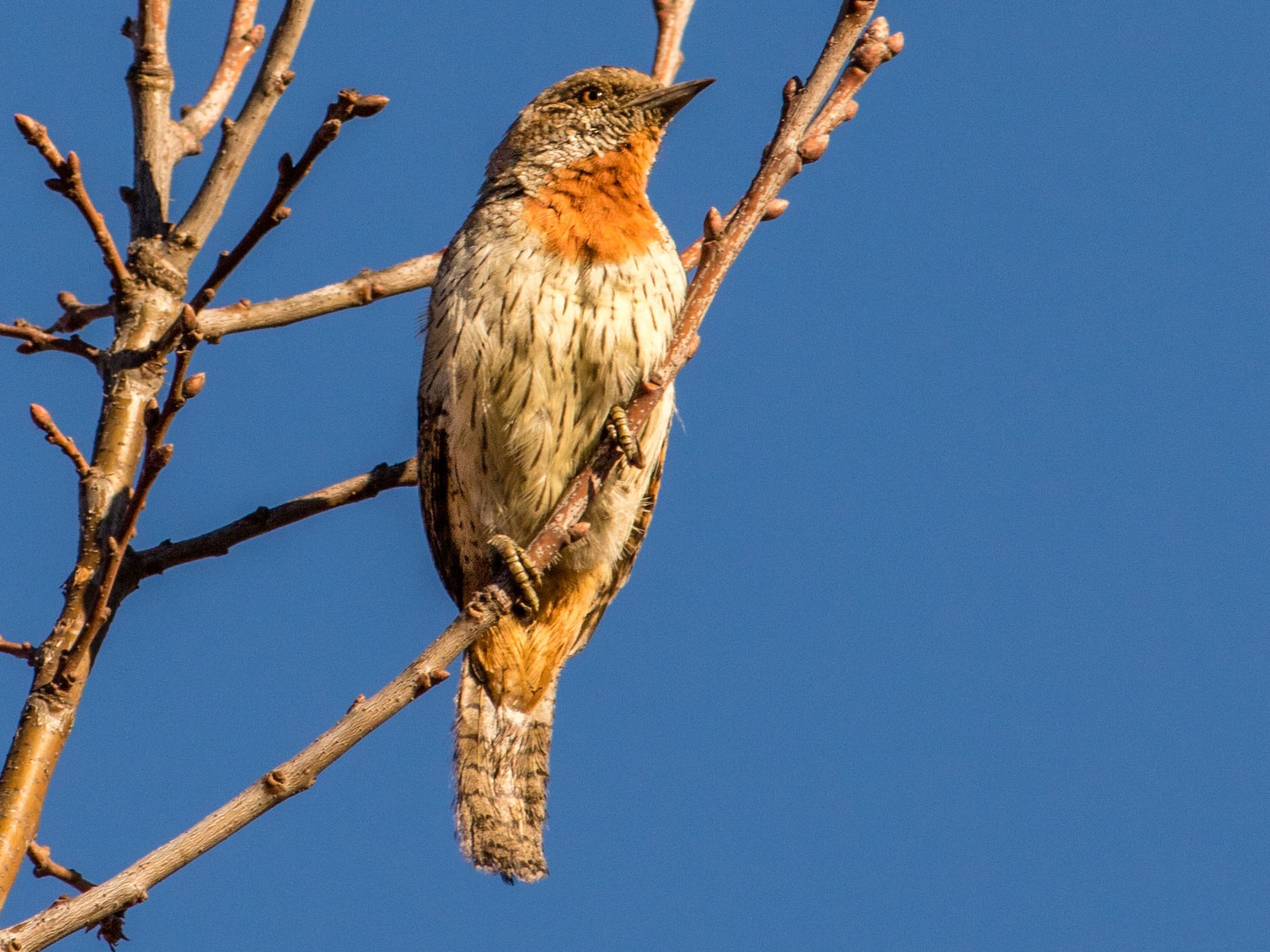 Rufous-necked Wryneck - eBird