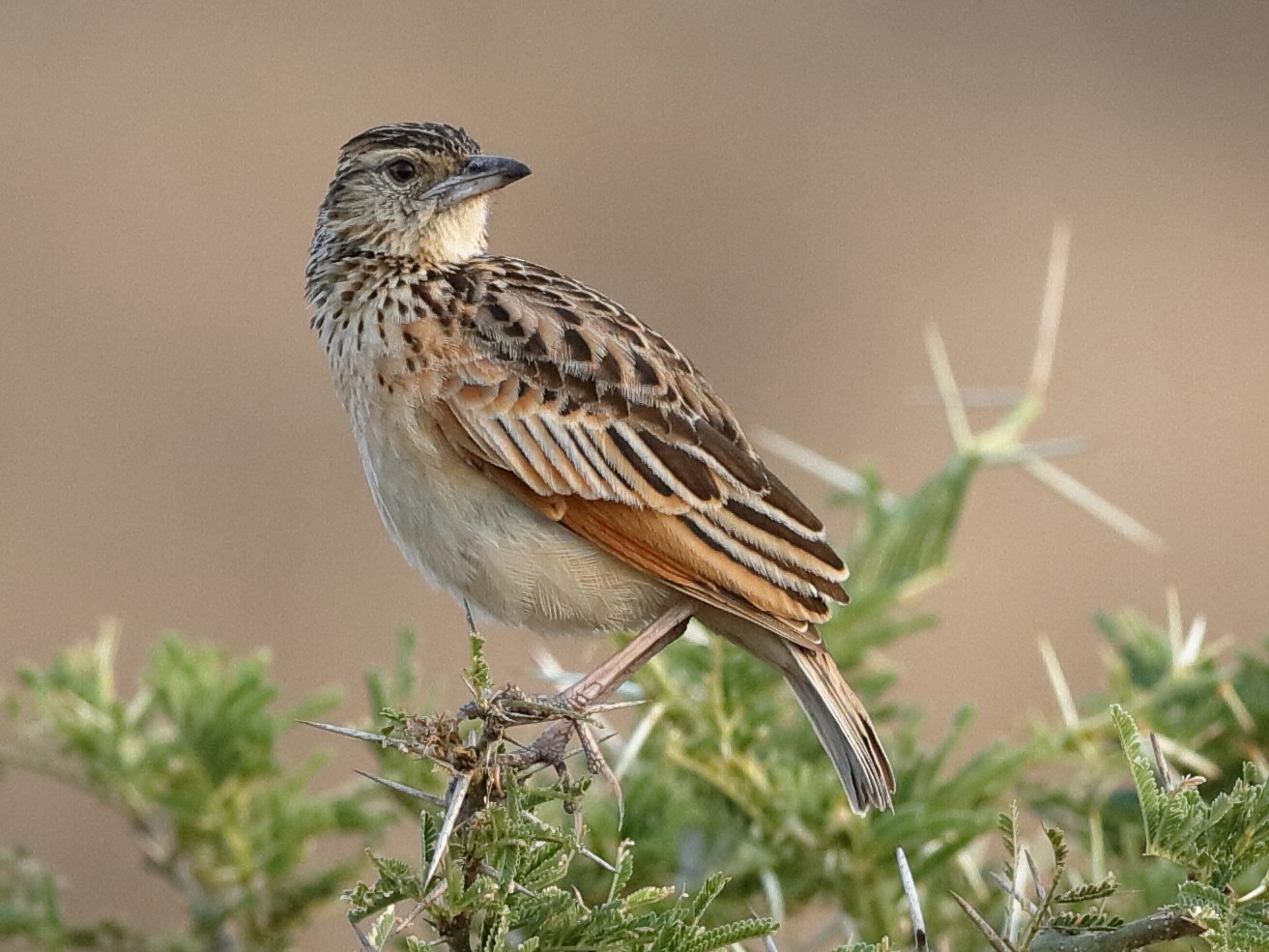 Rufous-naped Lark - eBird