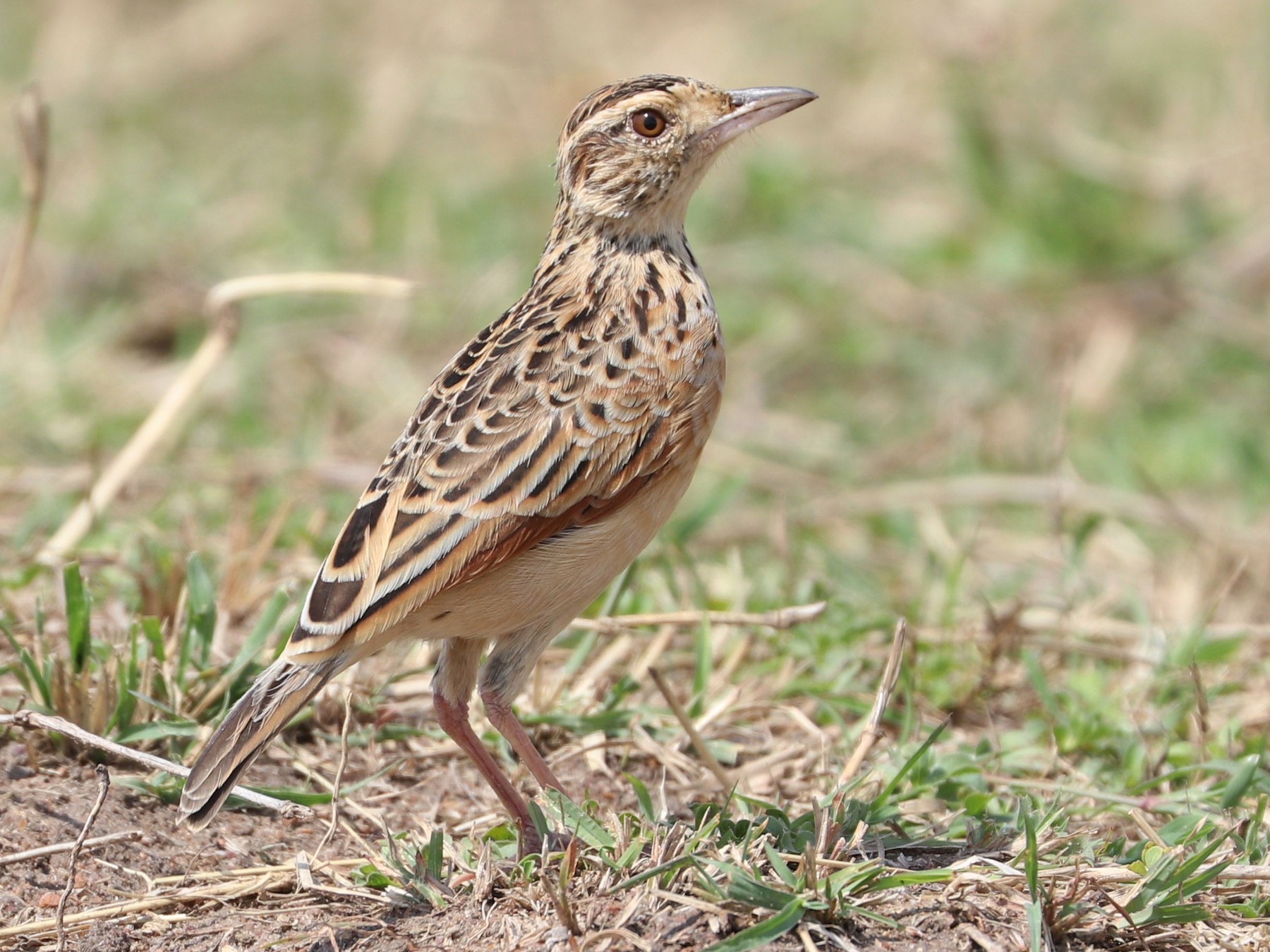 Rufous-naped Lark - eBird