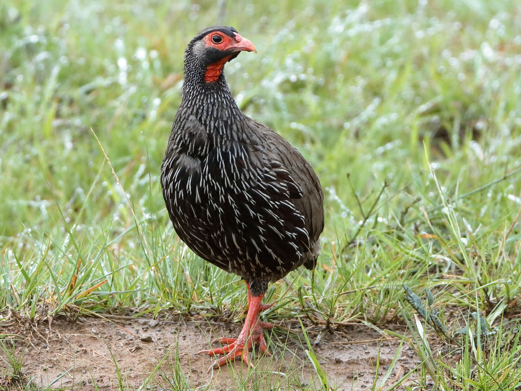 Red-necked Spurfowl - eBird