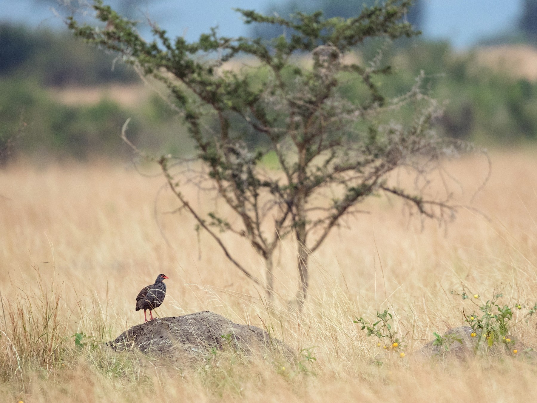 Red-necked Spurfowl - eBird