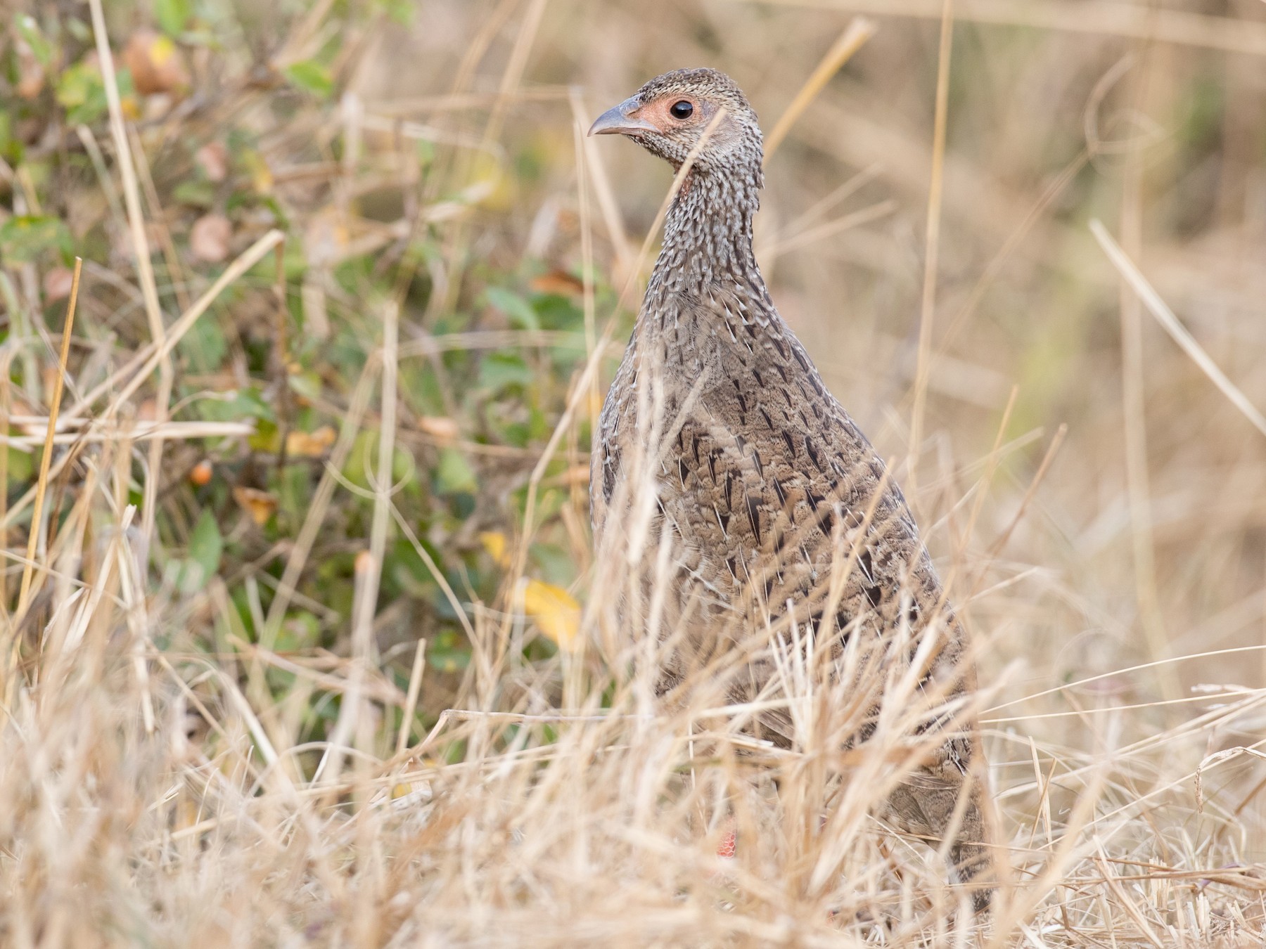 Red-necked Francolin - eBird