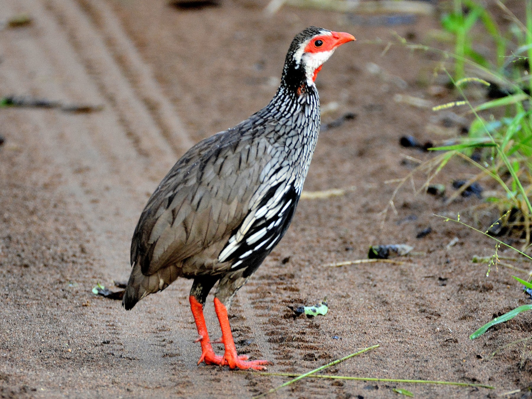 Red-necked Spurfowl - eBird