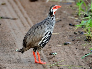 Red-necked Spurfowl - eBird