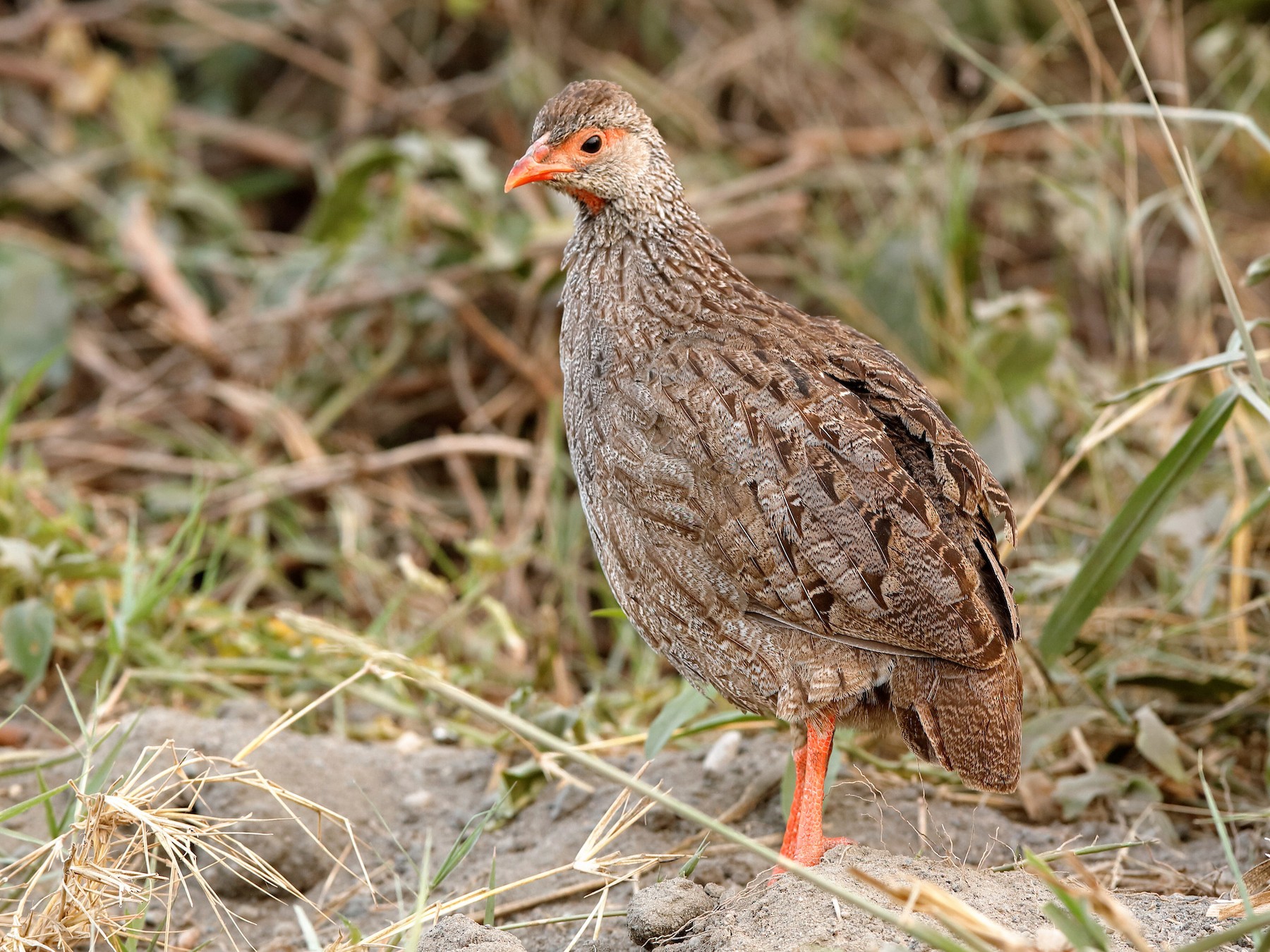 Red-necked Spurfowl - eBird