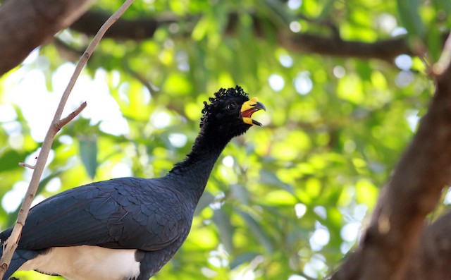 Yellow Knobbed Curassow