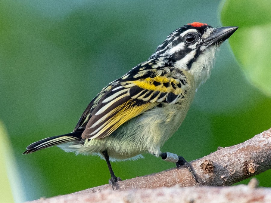 Red-fronted Tinkerbird - eBird