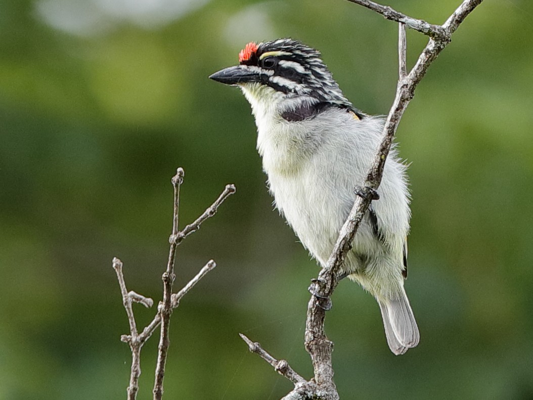 Red-fronted Tinkerbird - eBird