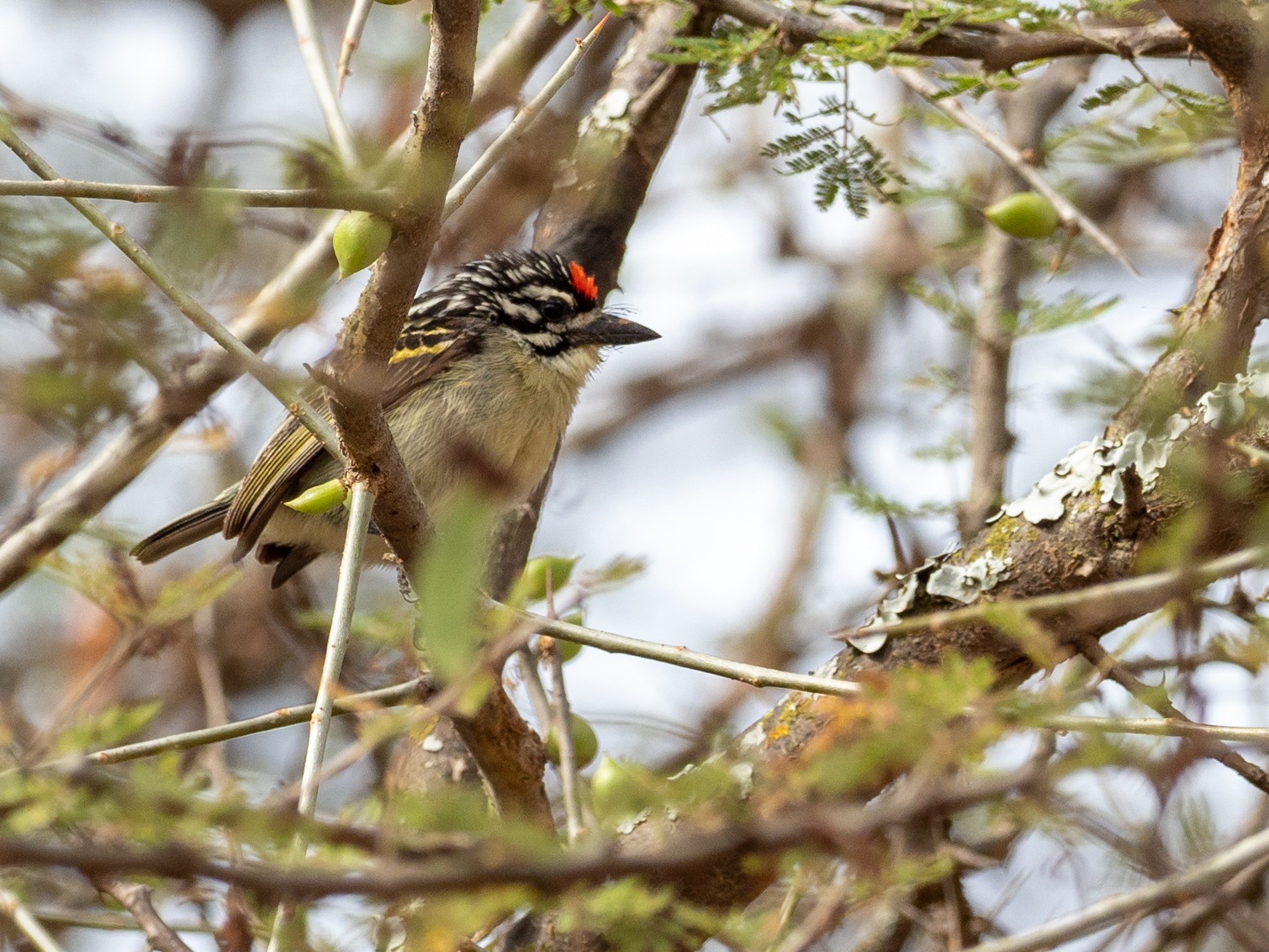 Red-fronted Tinkerbird - eBird