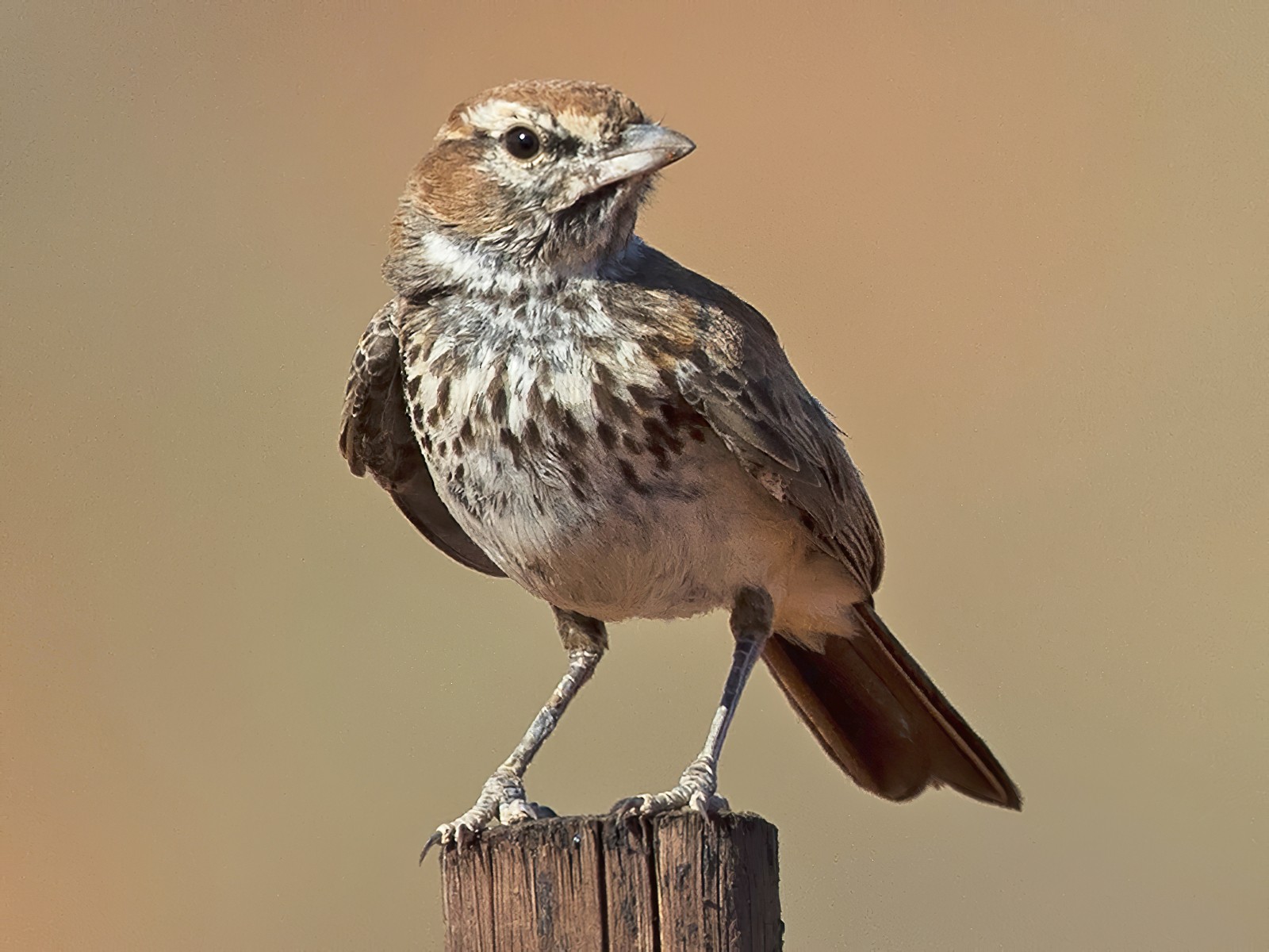Red Lark - eBird