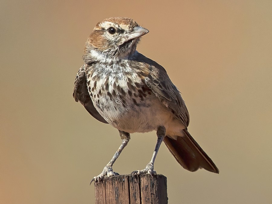 Red Lark - eBird