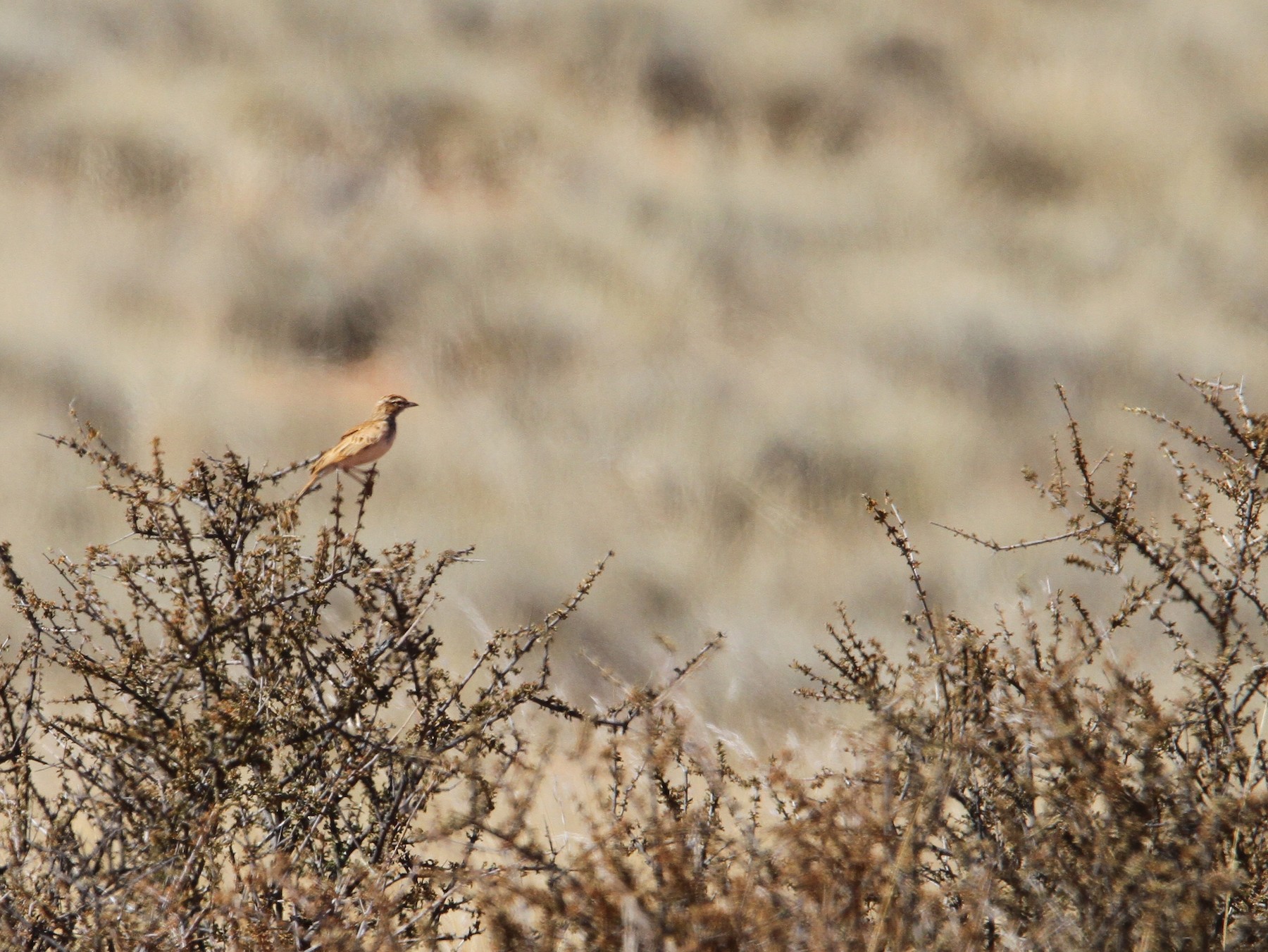 Red Lark - eBird