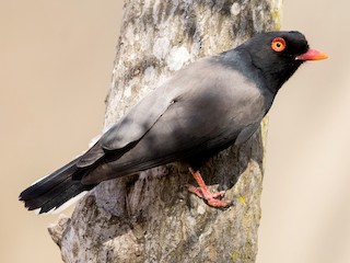 Retz's Helmetshrike - eBird