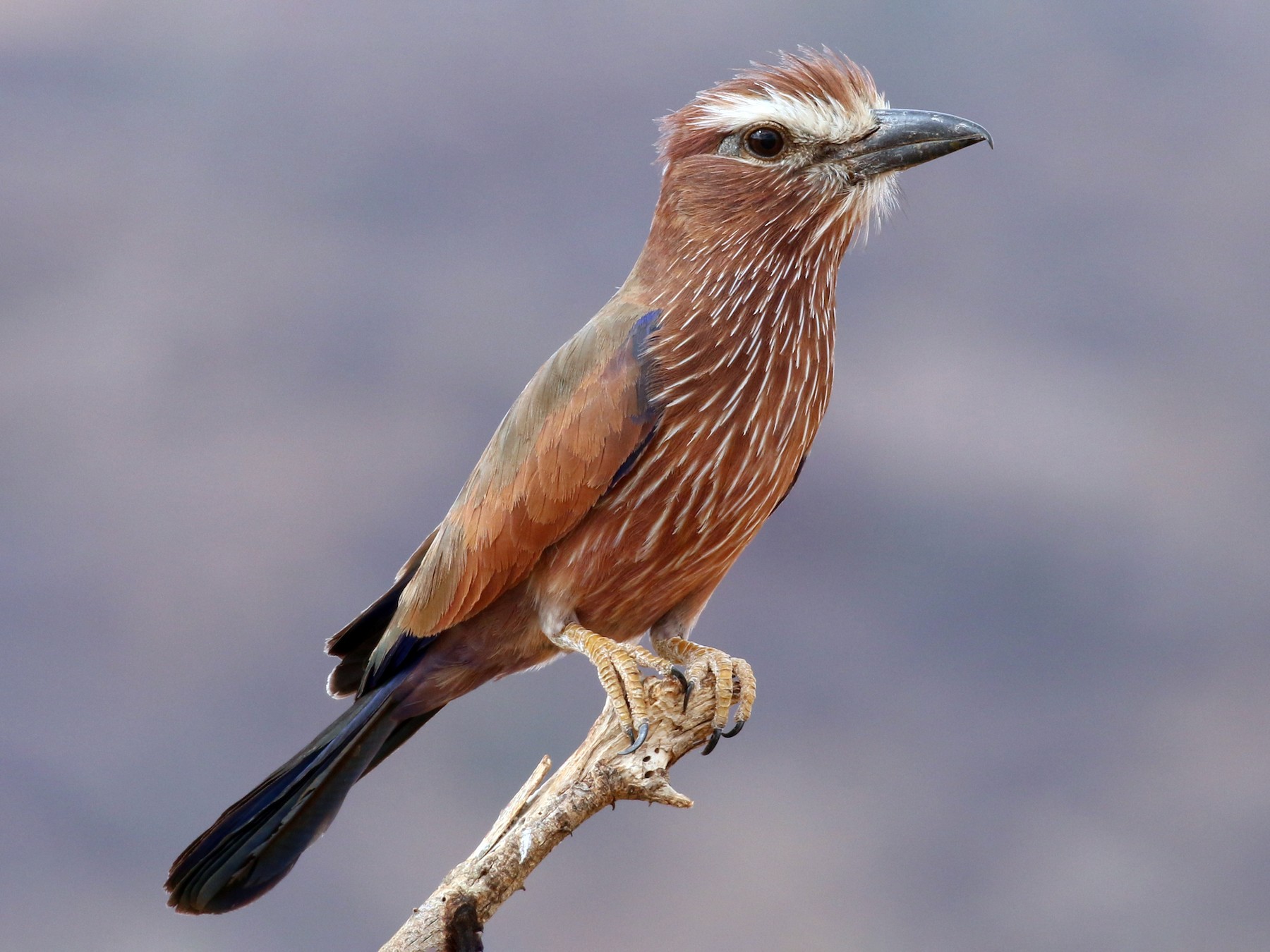 Rufous-crowned Roller - eBird