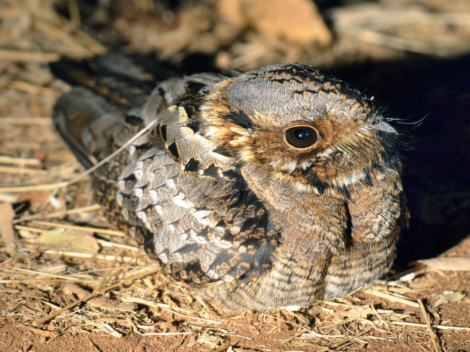 Rufous-cheeked Nightjar - eBird