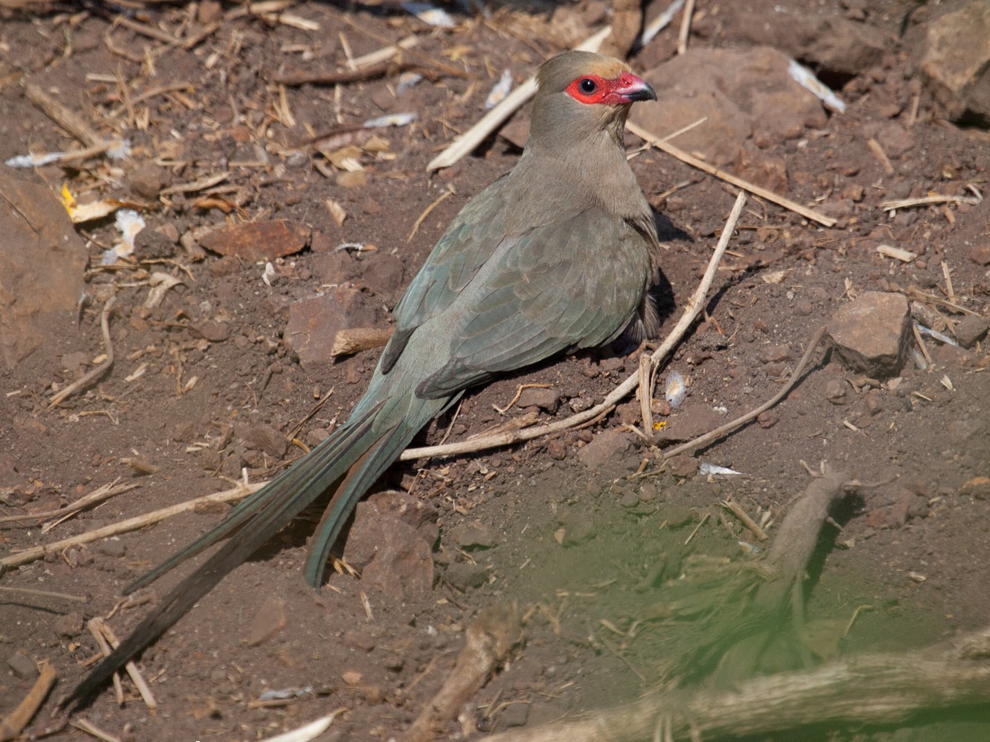 Red-faced Mousebird - eBird