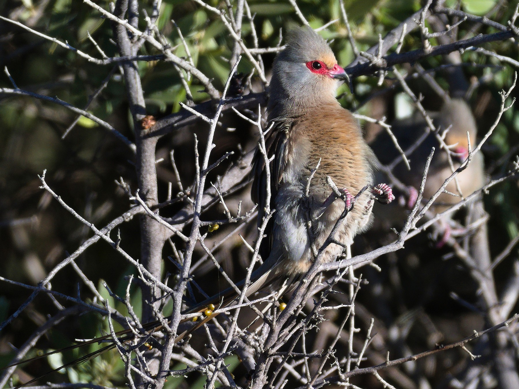 Red-faced Mousebird - eBird