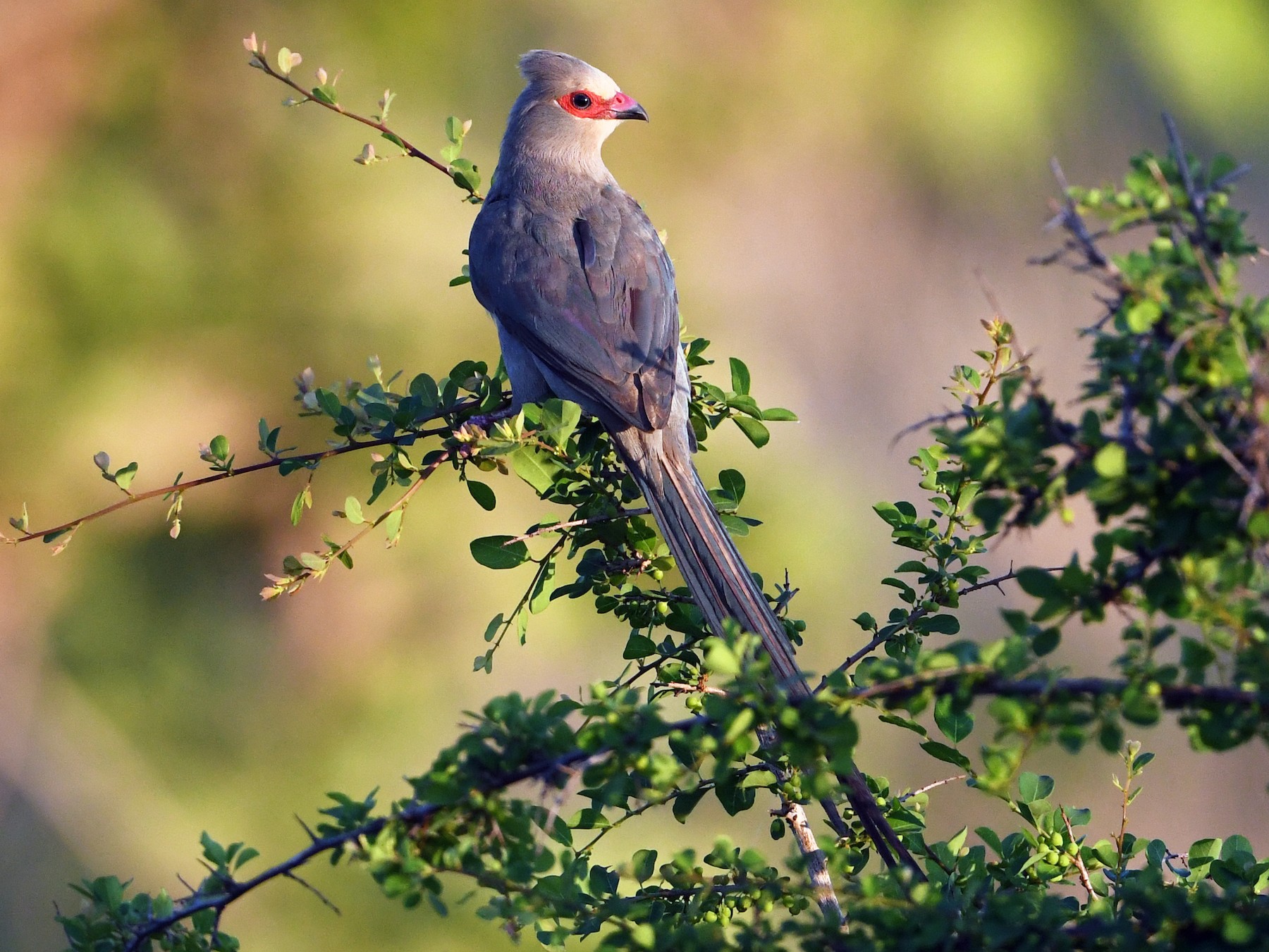 Red-faced Mousebird - eBird