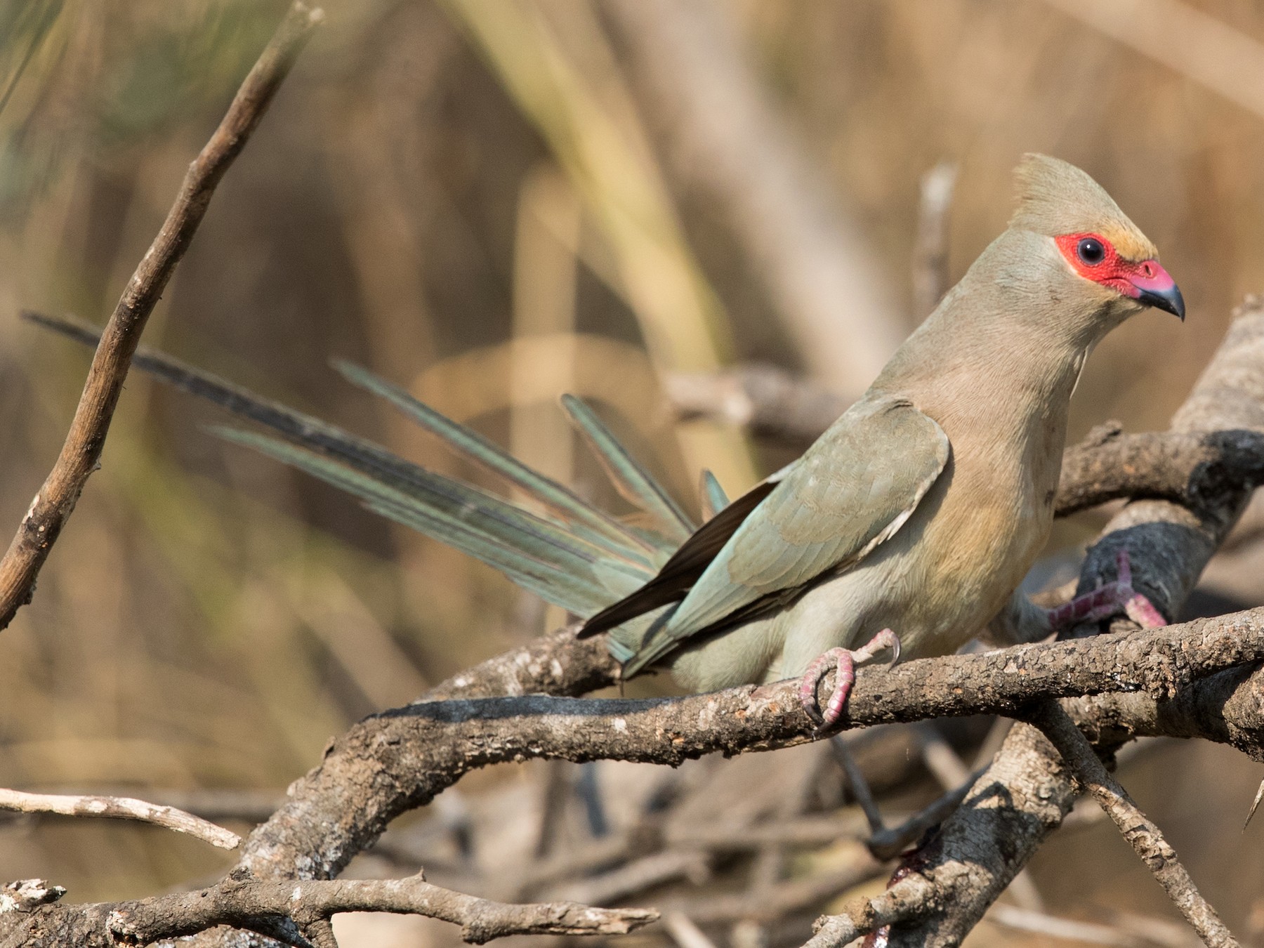 Red-faced Mousebird - eBird