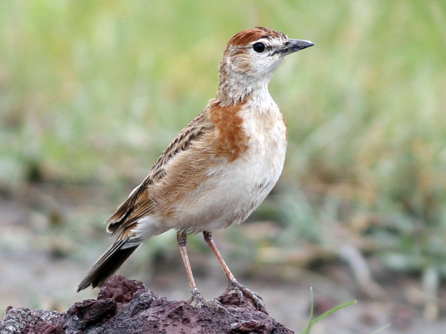 Red-capped Lark - eBird