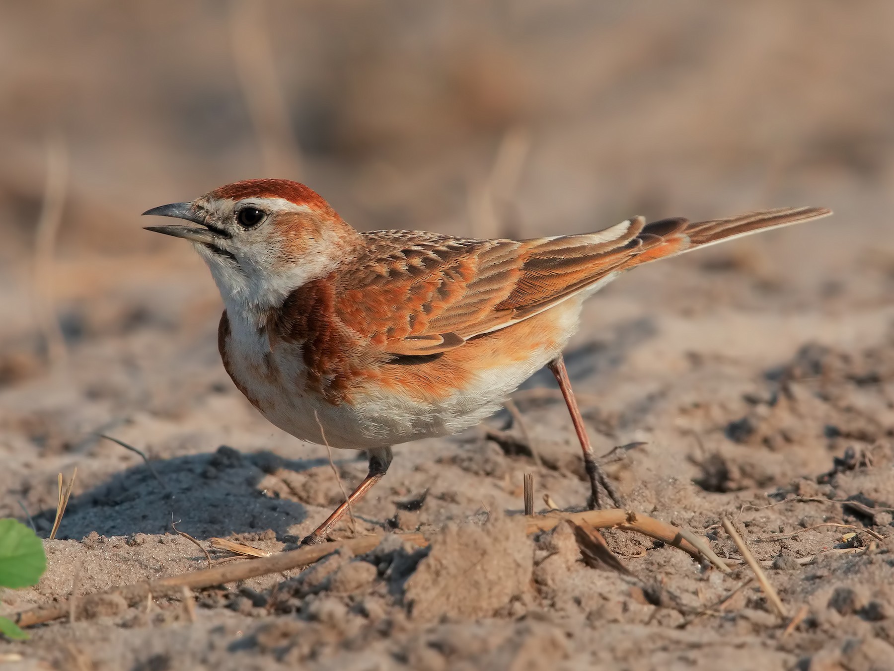 Red-capped Lark - eBird