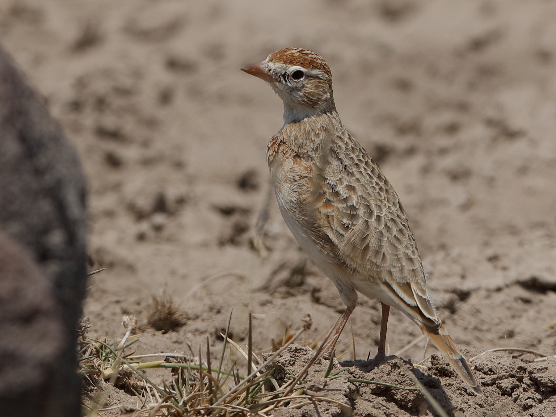 Red-capped Lark - eBird