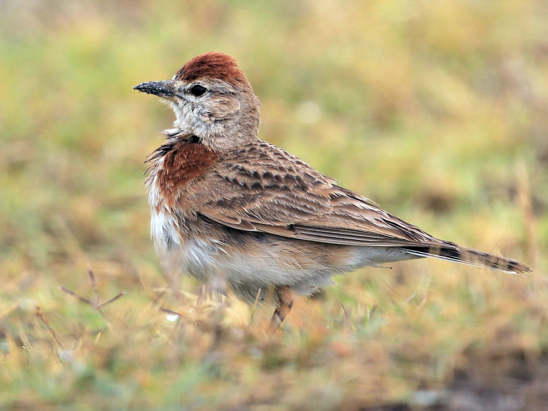 Red-capped Lark - eBird