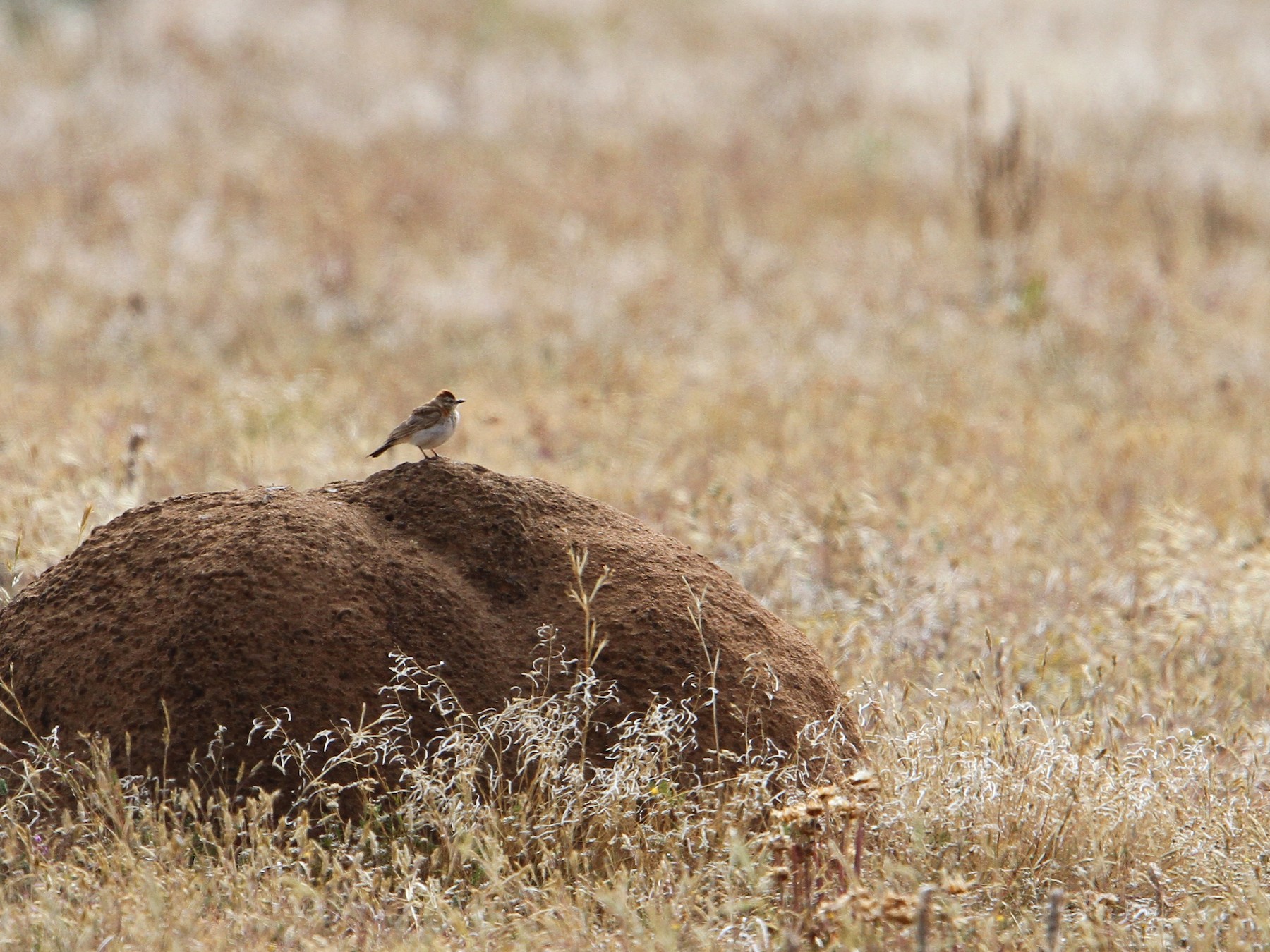 Red-capped Lark - eBird
